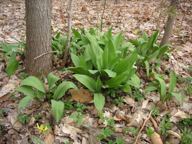 Wild Ramps (Leeks) – A Seasonal Delicacy – Wild West Virginia Ramps