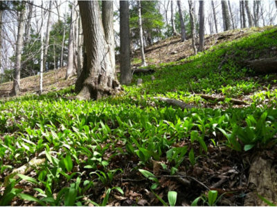 Making Friends While Ramp Digging – Wild West Virginia Ramps