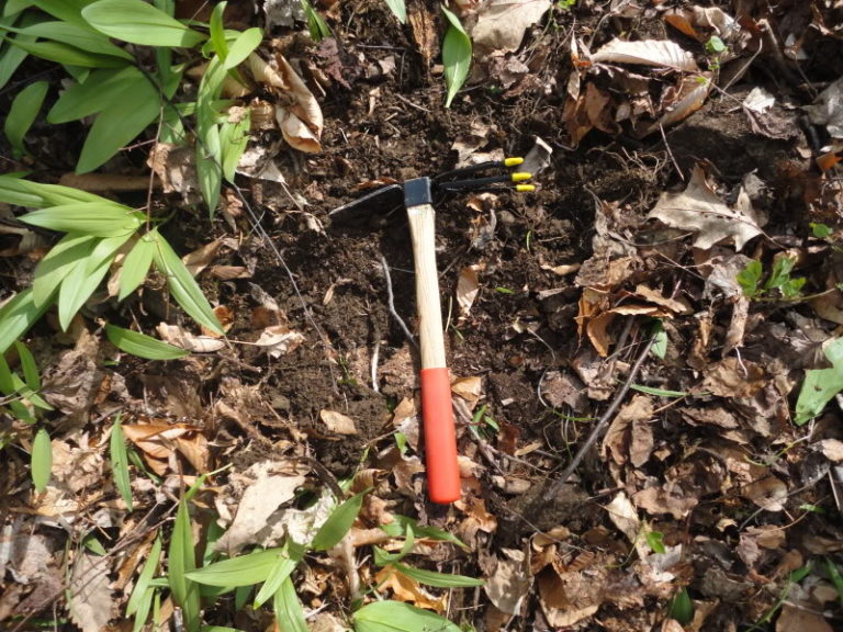 Making Friends While Ramp Digging – Wild West Virginia Ramps