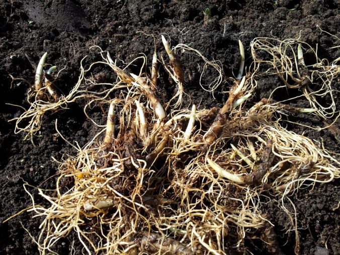 Who Wants Ramp Bulbs? – Wild West Virginia Ramps