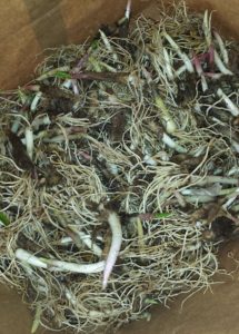 Looks Like Another Week For Ramp Bulbs – Wild West Virginia Ramps