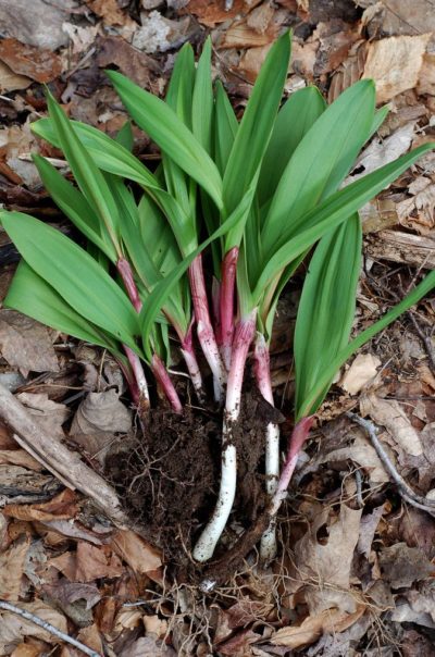 Buy Wild Ramps – Wild West Virginia Ramps