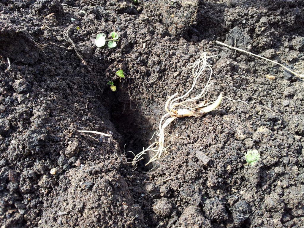 One Persons Experience In Planting Ramp Bulbs – Wild West Virginia Ramps