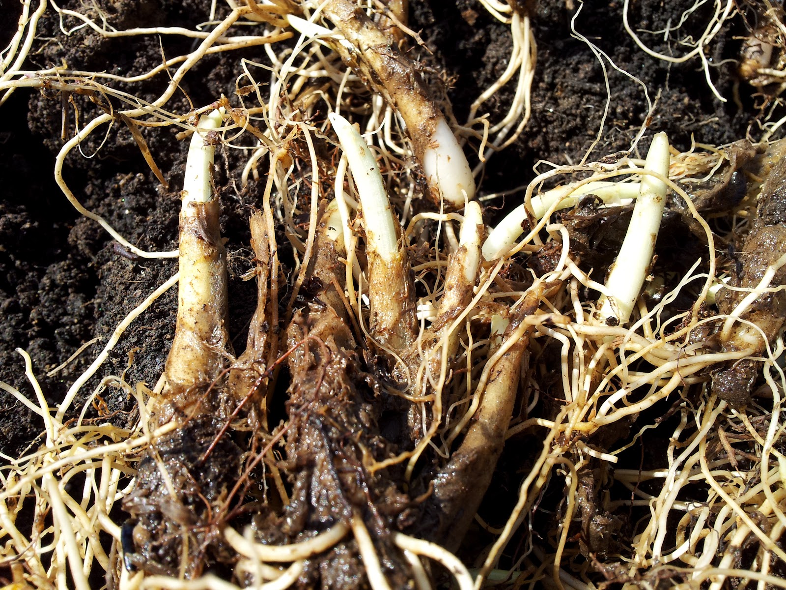 Fall 2016 Ramp Bulbs Are Shipping – Wild West Virginia Ramps